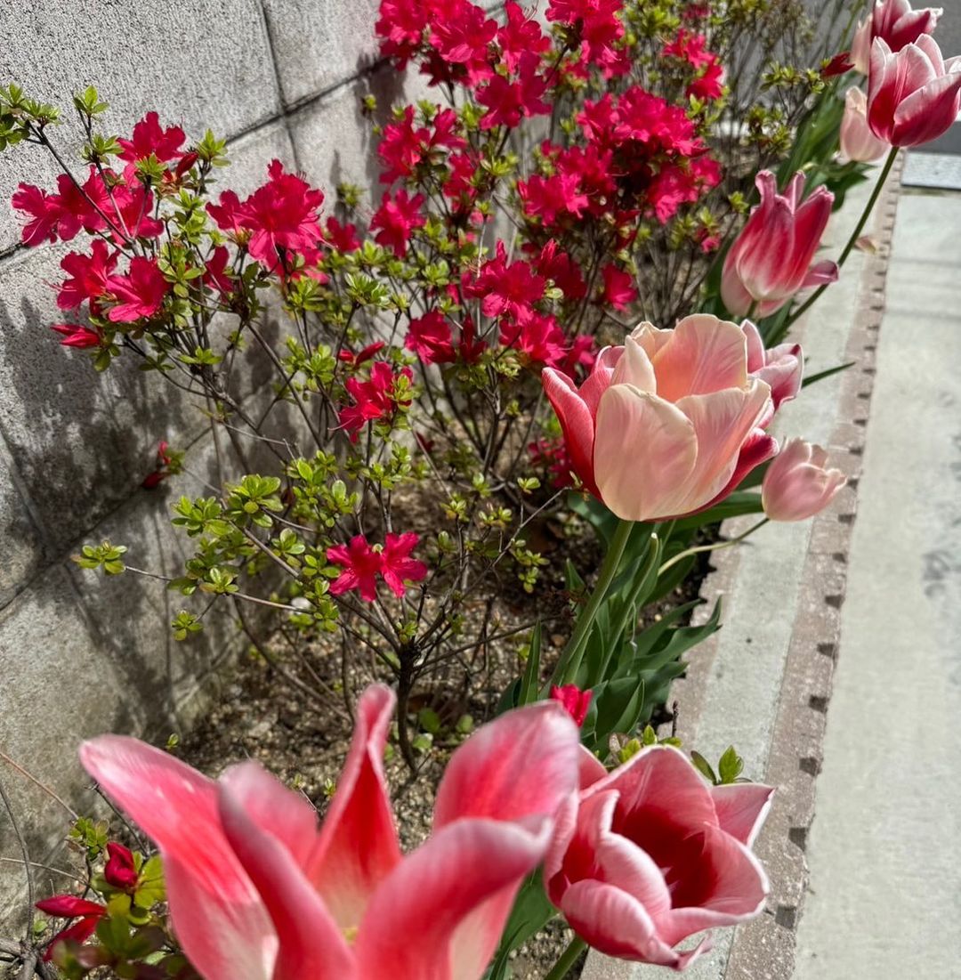 椿とチューリップがお出迎え - 就労継続支援B型こころ